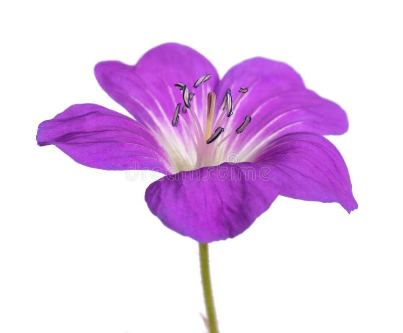 Geranium sylvaticum stock photo. Image of wood, beauty - 121432316