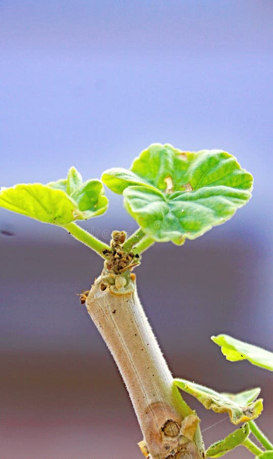 Geranium, Trunk and Dry Leaf in a Pot Stock Image - Image of geranium ...