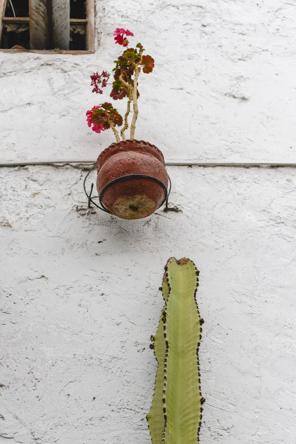 Geranium on wall stock image. Image of stucco, white - 190054069