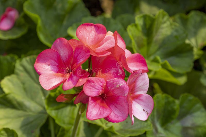 Geranium Zonal, Pelargonium Hortorum with Pink Flowers Stock Image ...
