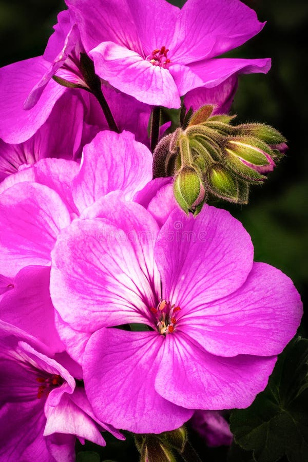 Geraniums Binnen De Grote Boomstam Van Boom Die Als Bloempot Binnen ...