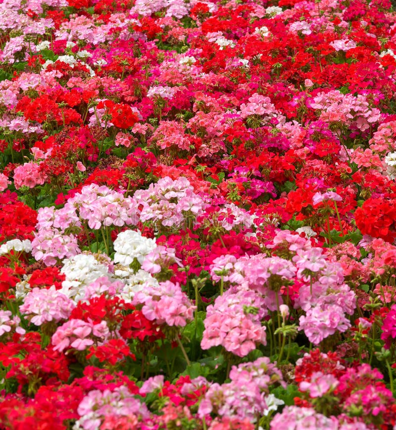 51+ Geraniums Free Stock Photos - StockFreeImages