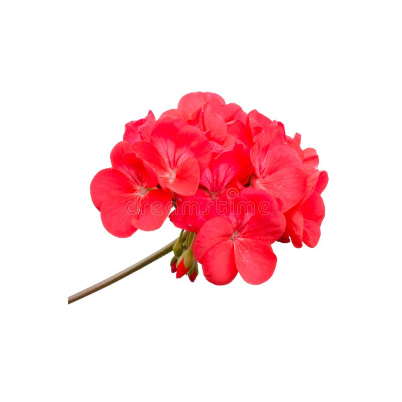 Geraniums (Pelargonium) on a White Background Stock Photo - Image of ...