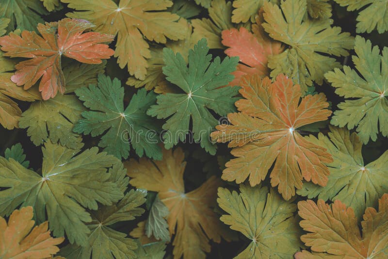Geraniums Leaves Pattern Background, Natural Fall Background and ...