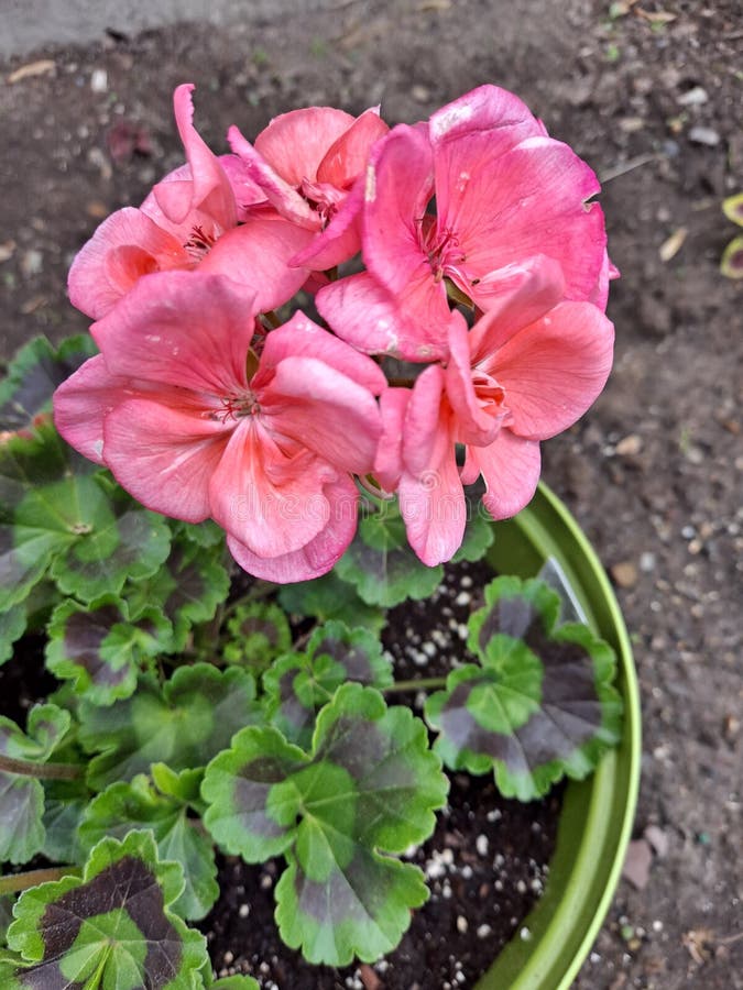 Geraniums pink stock photo. Image of dalm, bouquet, tree - 241003920