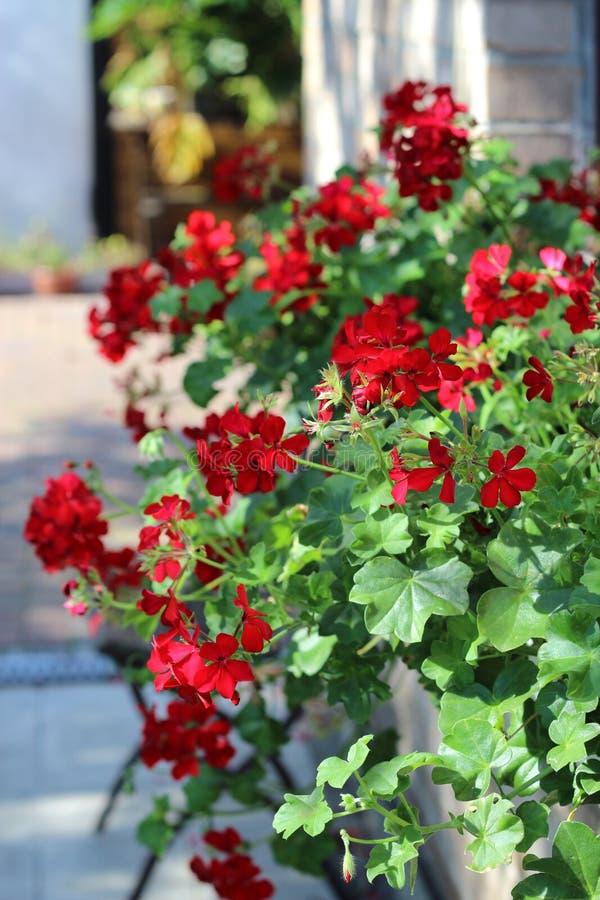Geraniums stock image. Image of rambling, flower, pots - 43210071