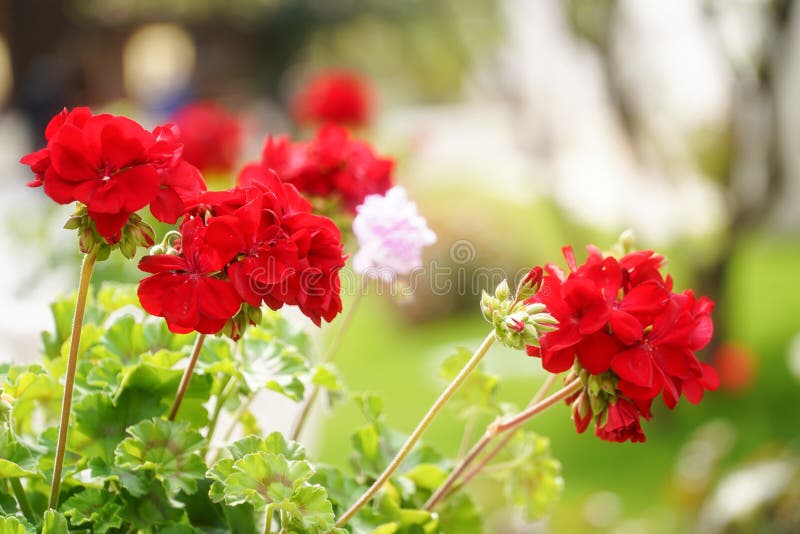 Geraniums. Spring Flowers Photographed in Natural Light. Stock Image ...