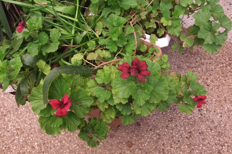 Geraniums in spring stock photo. Image of nature, porch - 69372490