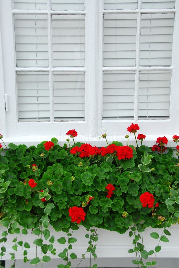 Geraniums on window stock photo. Image of nature, botanical - 957166