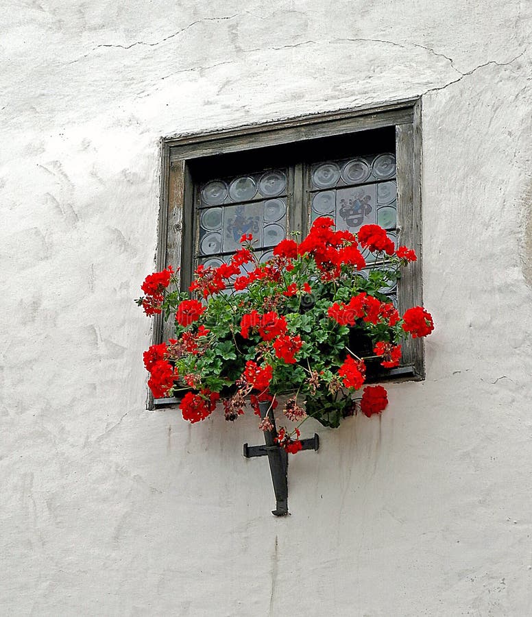 Geraniums in window box stock photo. Image of geranium - 23270200