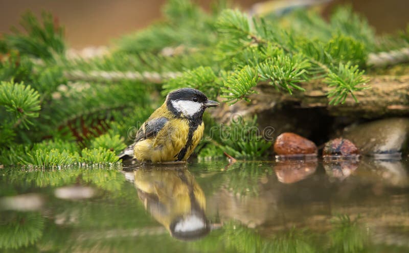 478 Titmouse Bush Stock Photos - Free & Royalty-Free Stock Photos from ...