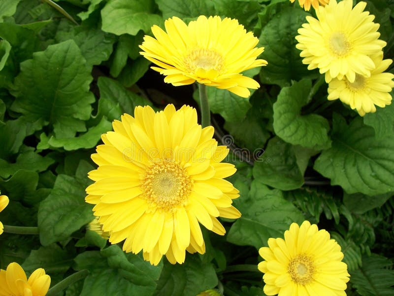 Gerba Daisy stock afbeelding. Image of rustig, madeliefje - 72877593