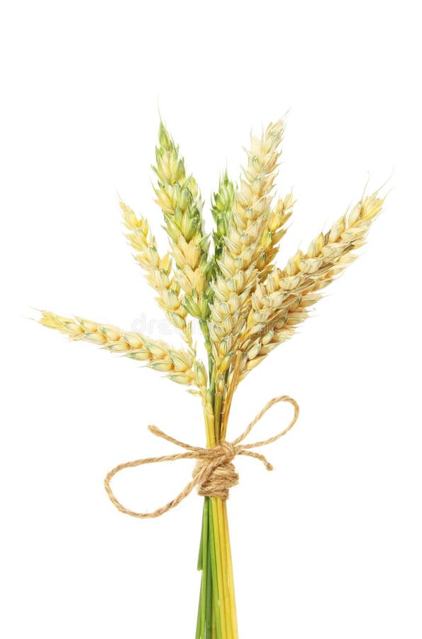 Gerbe de blé photo stock. Image du produit, blé, moisson - 10602392