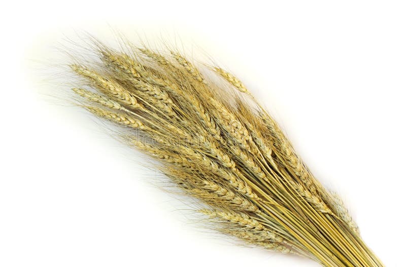 Gerbe de blé image stock. Image du normal, graine, nourriture - 27063409