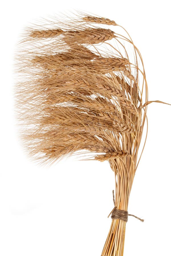 Gerbe de blé image stock. Image du texture, grain, culture - 27063409