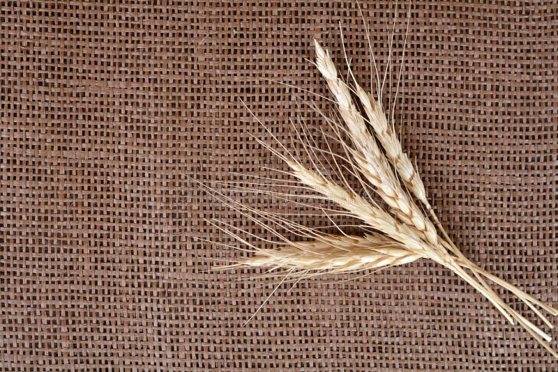 Feuille D'épis De Blé Sur Fond Blanc Image stock - Image du automne ...