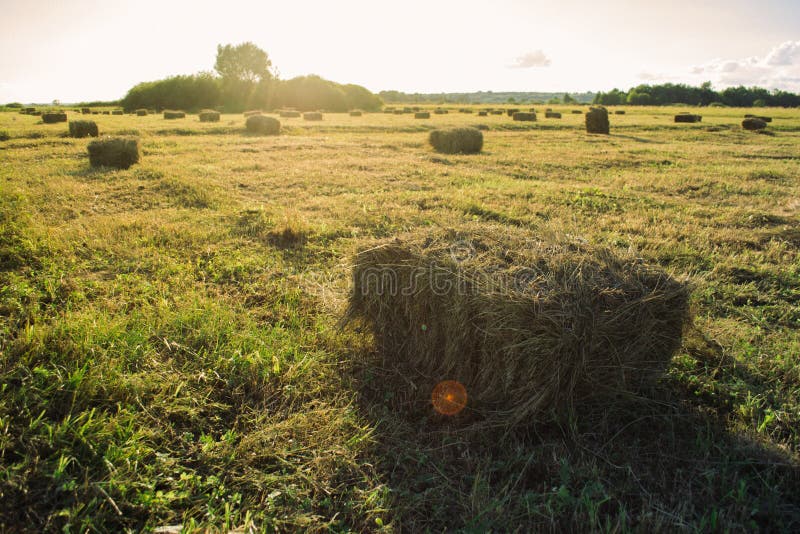 Gerbe De Foin, Moisson Des Champs Agricoles En Automne Image stock ...