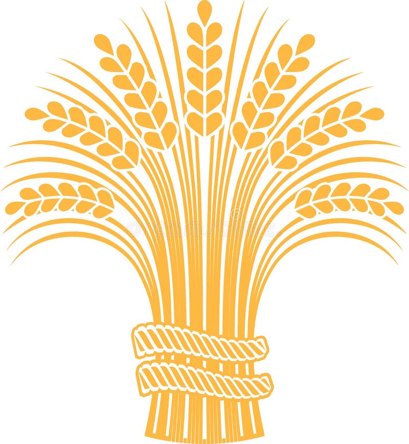 Oreilles, Gerbe Et Grains De Blé Les Céréales Esquissent Le Dessin Tiré ...