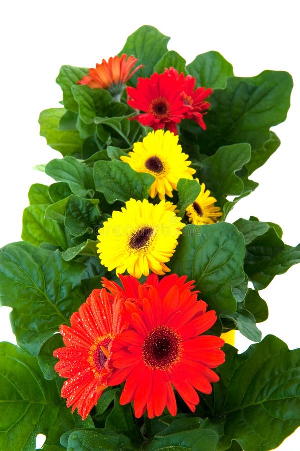 Gerber plants stock photo. Image of studio, nature, flowers - 21924032