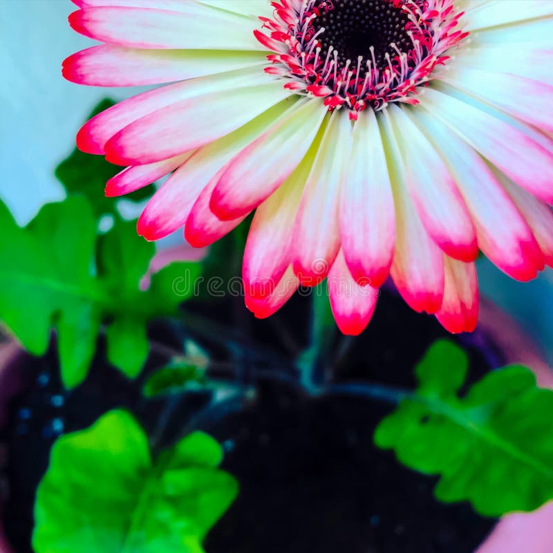 Gerber photo stock. Image du pétale, nature, assez, normal - 104888176