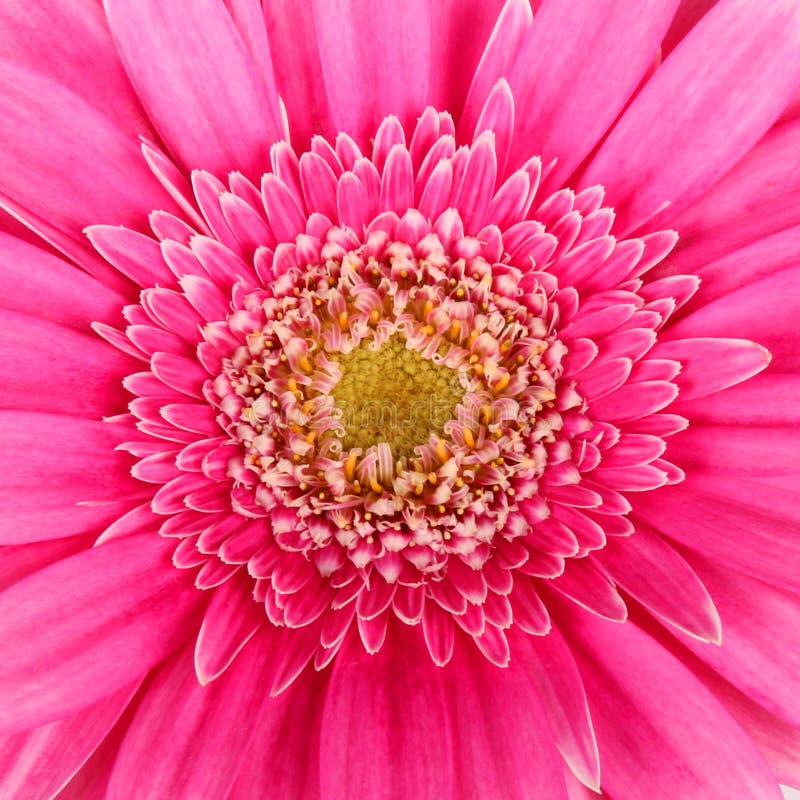 Gerber stock photo. Image of natural, grow, herb, flower - 18854492