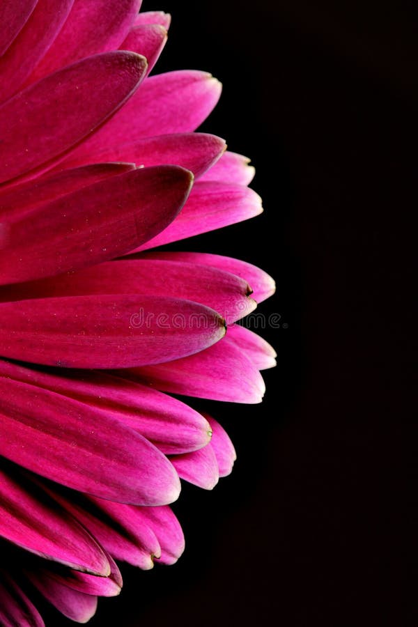 Gerber on the leaf stock image. Image of bloom, macro, leaf - 47483