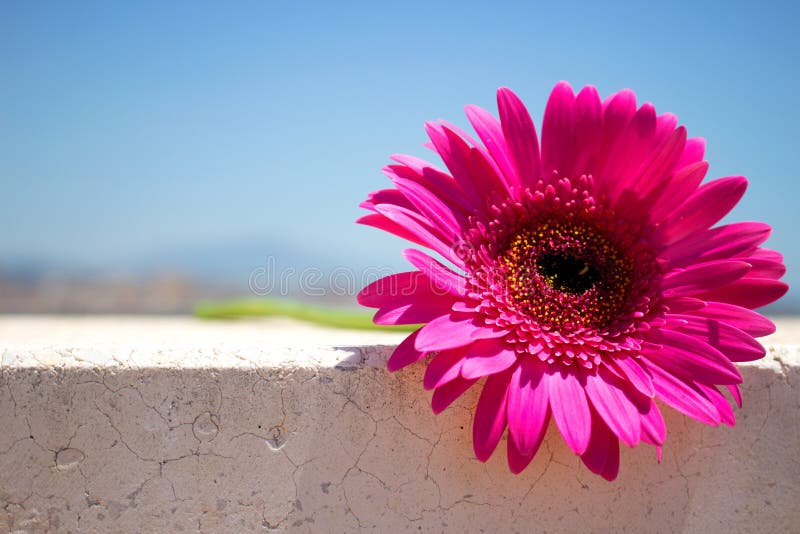 Gerber. stock image. Image of leaf, gerber, season, garden - 96164617