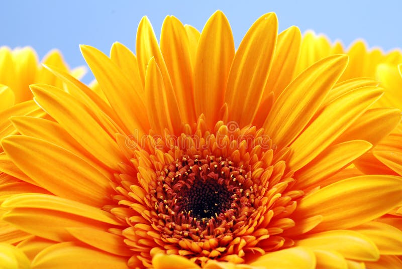 Gerber Daisy. stock image. Image of spring, daisy, orange - 10860885