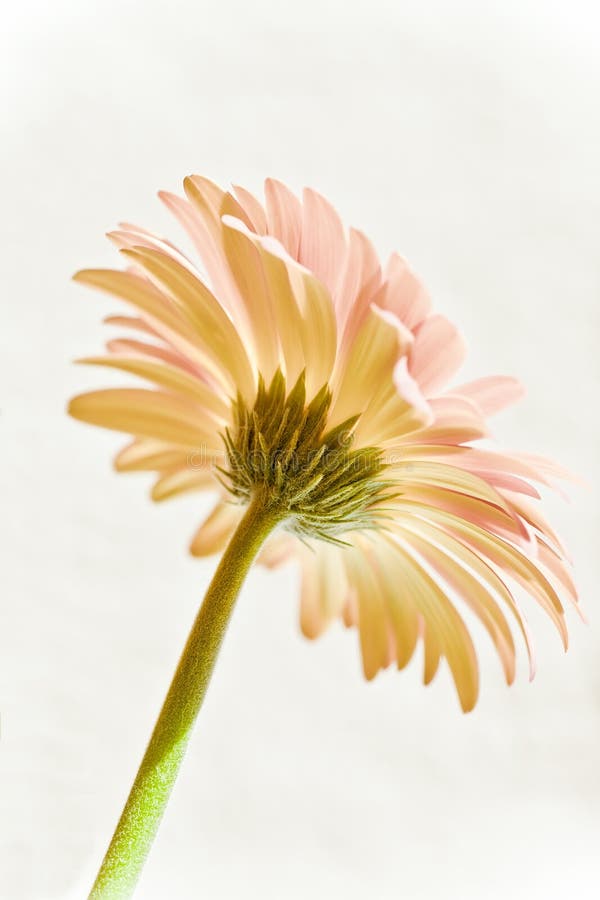 Gerber Daisy stock image. Image of decorative, bouquet - 25851281