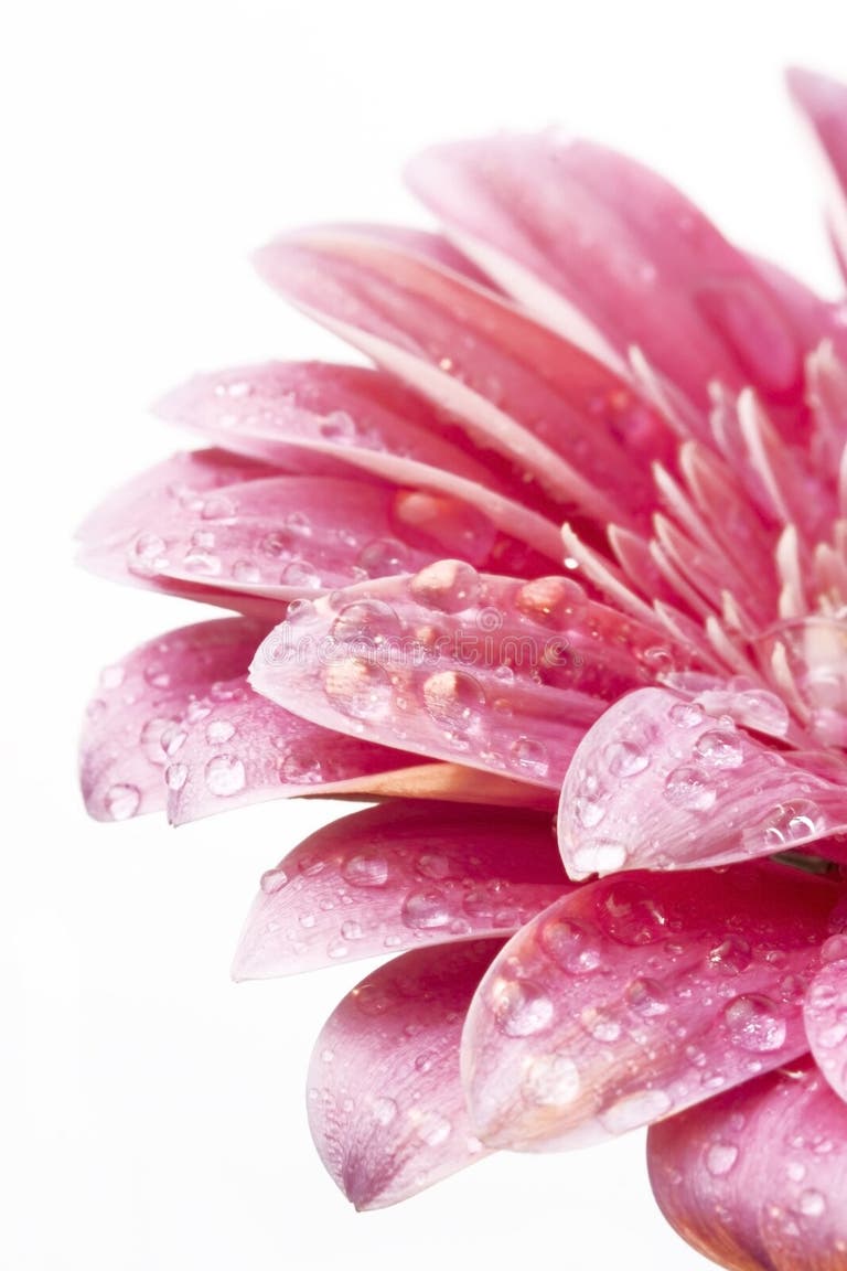 21,225 Gerber Daisy Nature Stock Photos - Free & Royalty-Free Stock ...