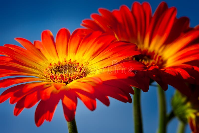 Gerber Daisy stock photo. Image of vibrant, gerbera, colorful - 30519362