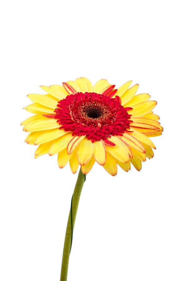 Gerber Daisy Isolated White Background Stock Photos - Download 6,770 ...