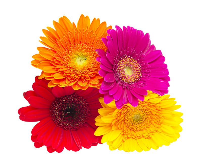 Gerber daisies stock photo. Image of white, natural, petals - 1142310