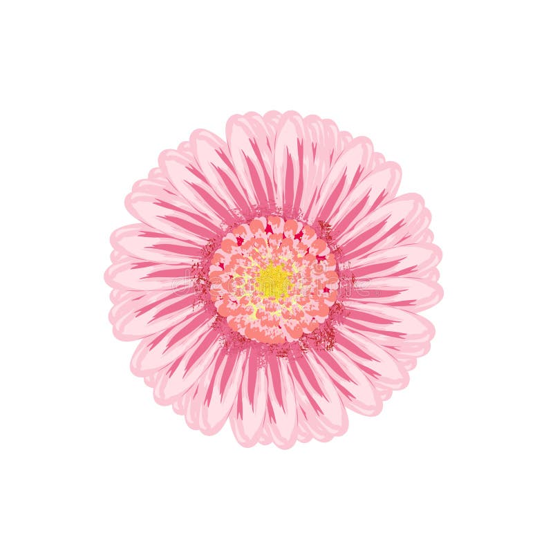 Gerber daisy rosa aislado ilustración del vector. Ilustración de ...