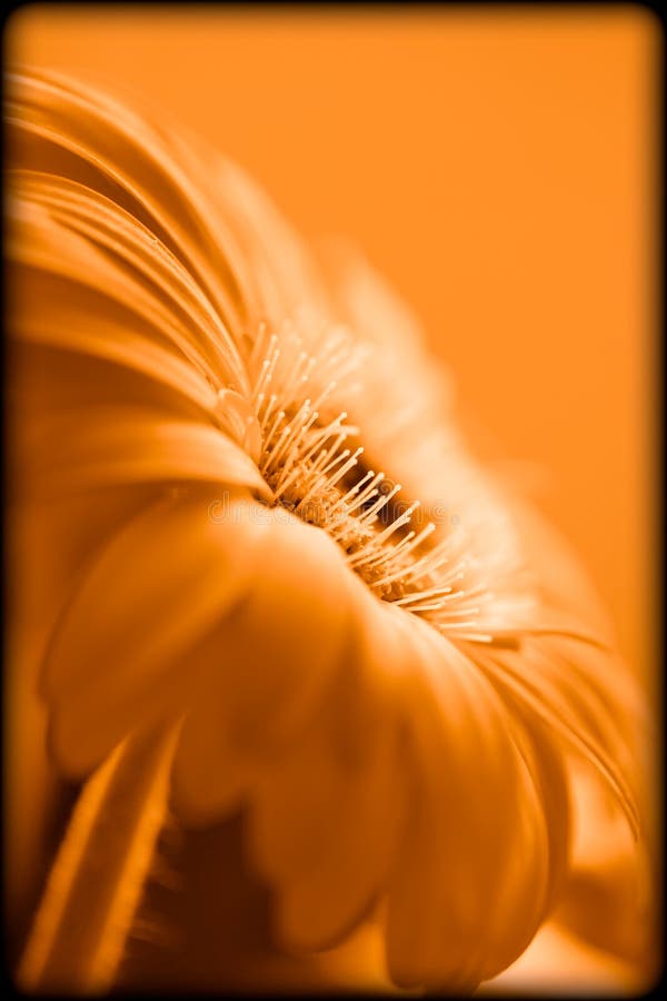Gerber Daisy Special Effect Stock Image - Image of soft, daisy: 19144329