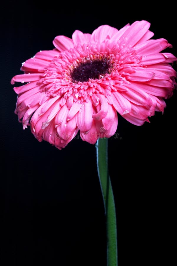 Gerber Daisy Standing Tall stock image. Image of black - 87684265