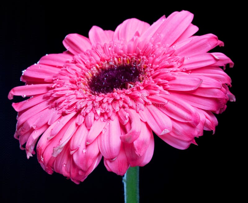 Gerber Daisy Standing Tall stock photo. Image of daisy - 87684364