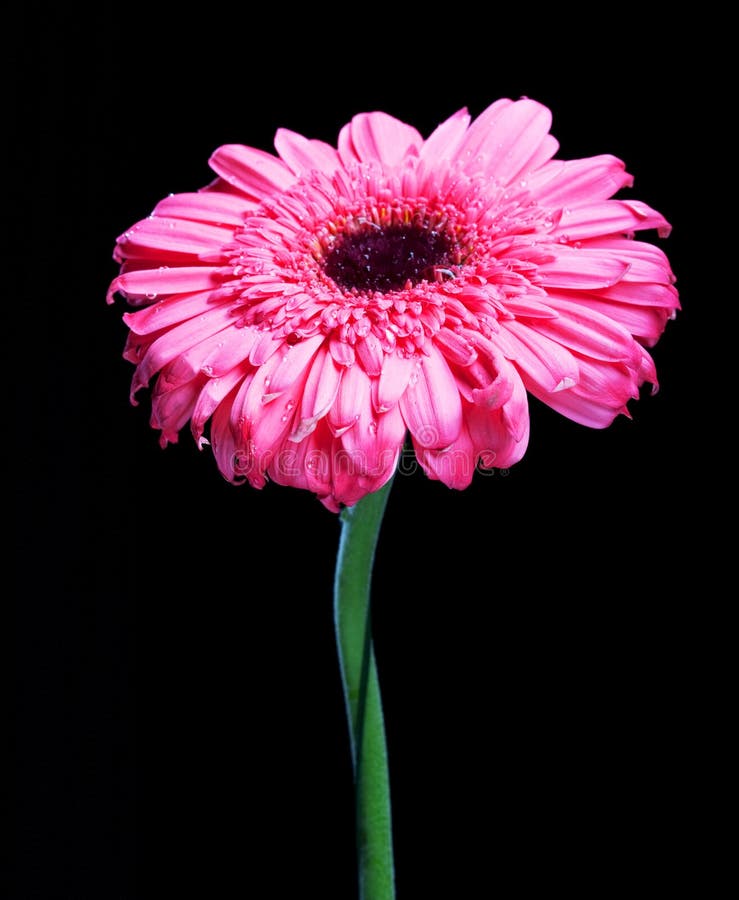 Gerber Daisy Standing Tall stock image. Image of blossom - 87684381
