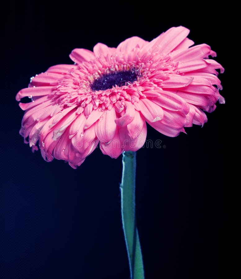 Gerber Daisy Standing Tall stock image. Image of floral - 13943299