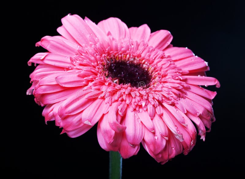 Gerber Daisy Standing Tall stock image. Image of bright - 92378023