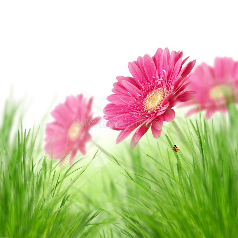 Spring gerber flower stock image. Image of pink, plant - 17838631