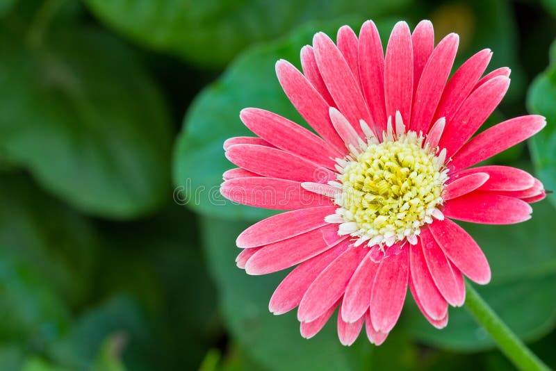 Gerber Flowers stock photo. Image of nature, detail, botany - 22486358