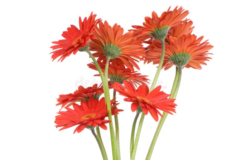 Potted red lily flowers stock photo. Image of grow, botanical - 72512534