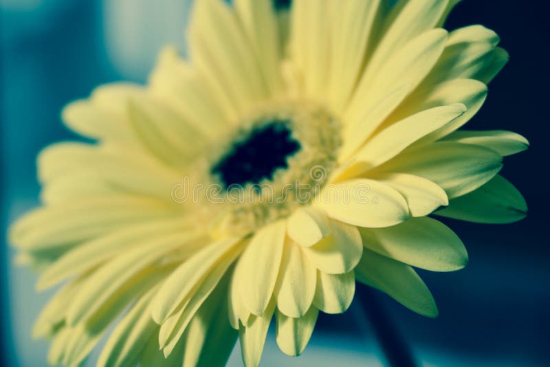 Gerber. stock image. Image of gerbera, detail, leaf - 115688453