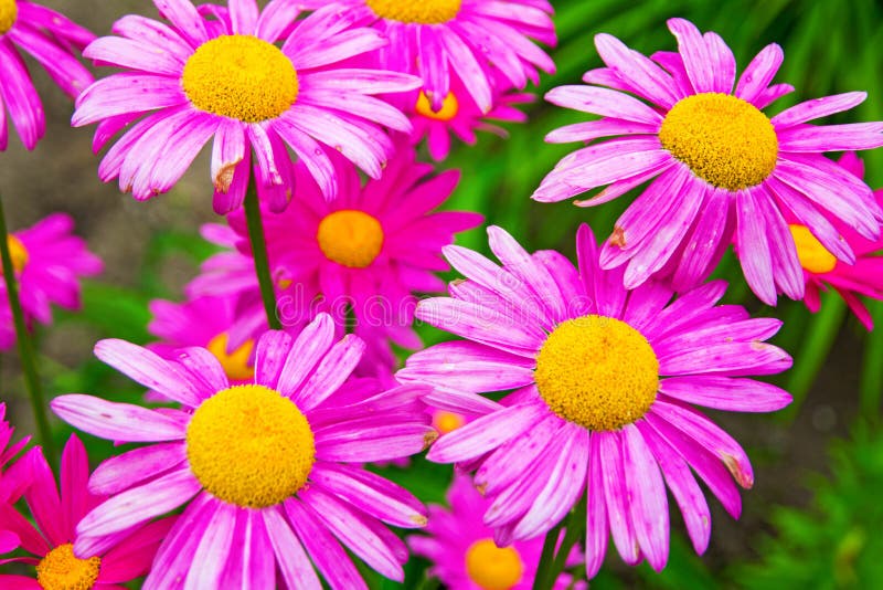 Gerber. Large Pink Daisies with a Bright Yellow Center Stock Photo ...