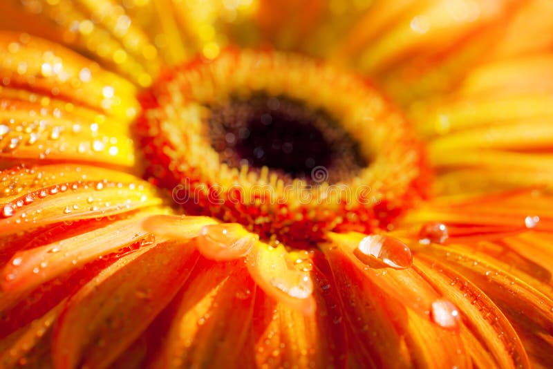 Gerber macro stock image. Image of decor, background - 26871095