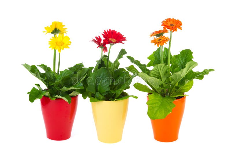 Gerber plants stock photo. Image of studio, nature, flowers - 21924032