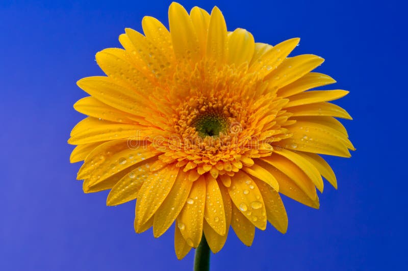 Gerbera stock photo. Image of gerbera, beauty, flora - 15333962