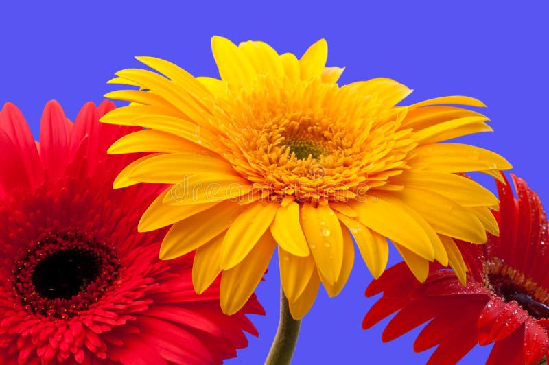 Pink and Green Gerbera Daisies Stock Image - Image of flower, floral ...