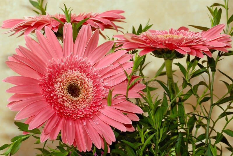 Gerbera stock image. Image of beauty, flower, pink, abloom - 15567881